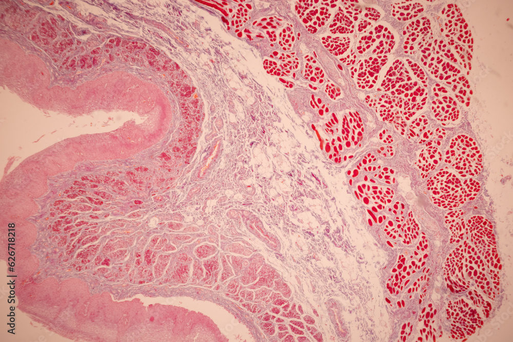 Showing Light micrograph of the Tongue human , Tooth human, Parotid ...