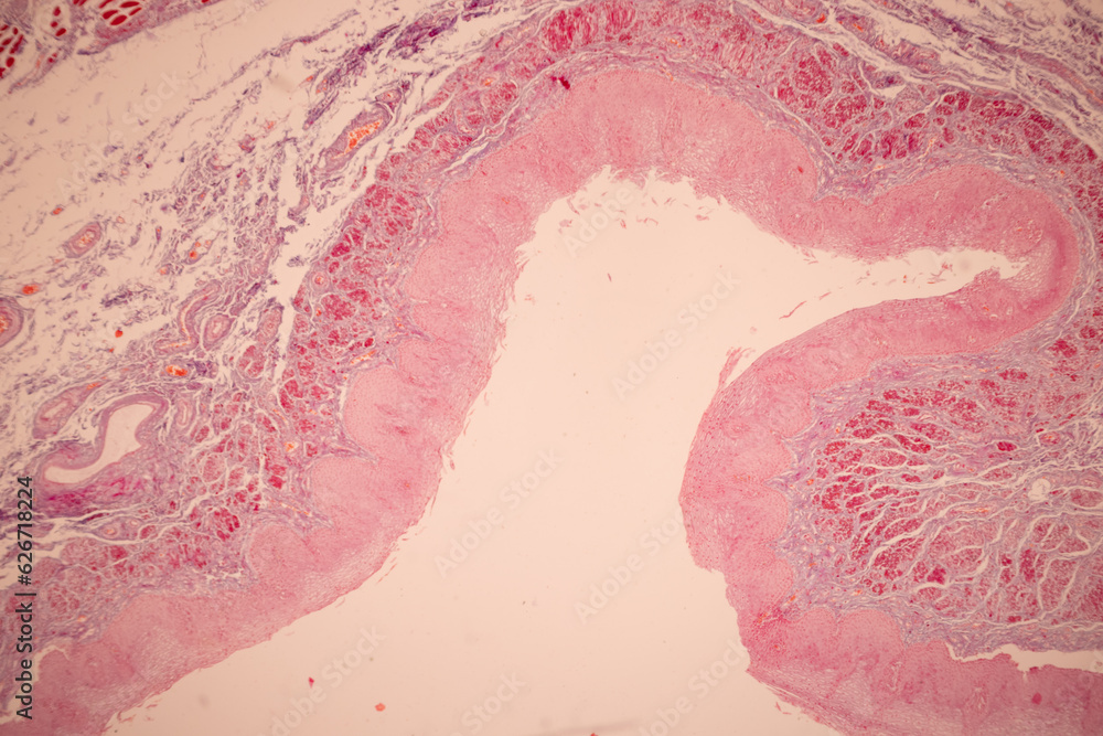 Showing Light micrograph of the Tongue human , Tooth human, Parotid ...