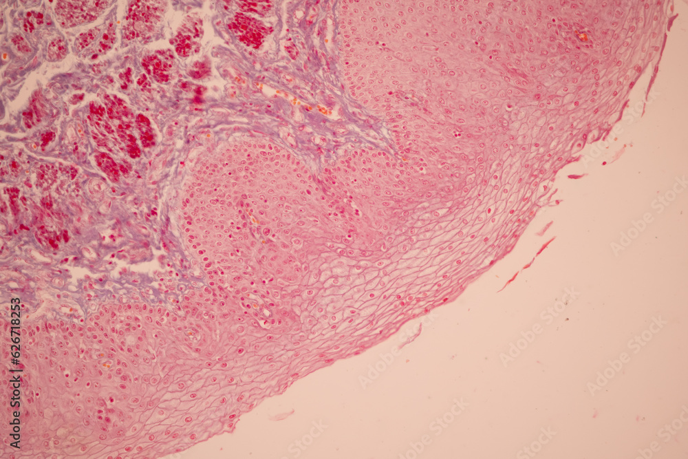 Showing Light micrograph of the Tongue human , Tooth human, Parotid ...