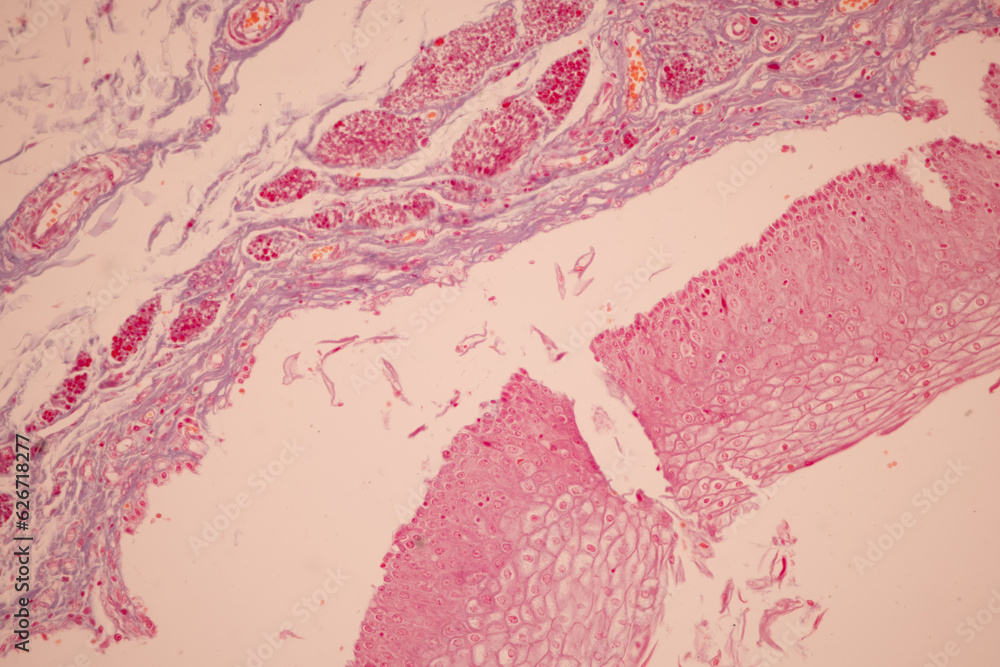 Showing Light micrograph of the Tongue human , Tooth human, Parotid ...