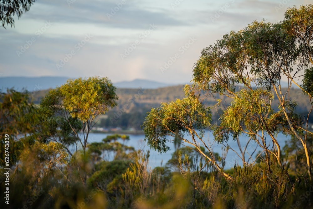 Стокове фото beautiful gum Trees and shrubs in the Australian bush ...