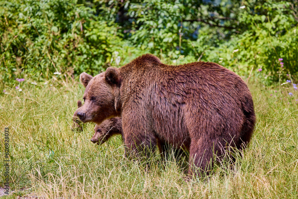 The brown bear Photographed in Transfagarasan, Romania. A place that ...