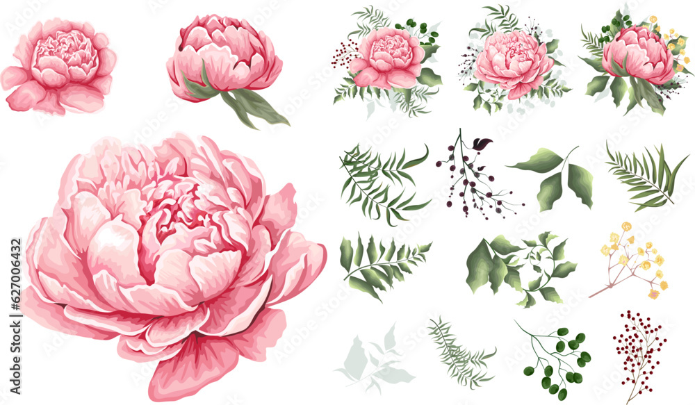 Large vector floral set. Separate flowers of pink peonies isolated on ...
