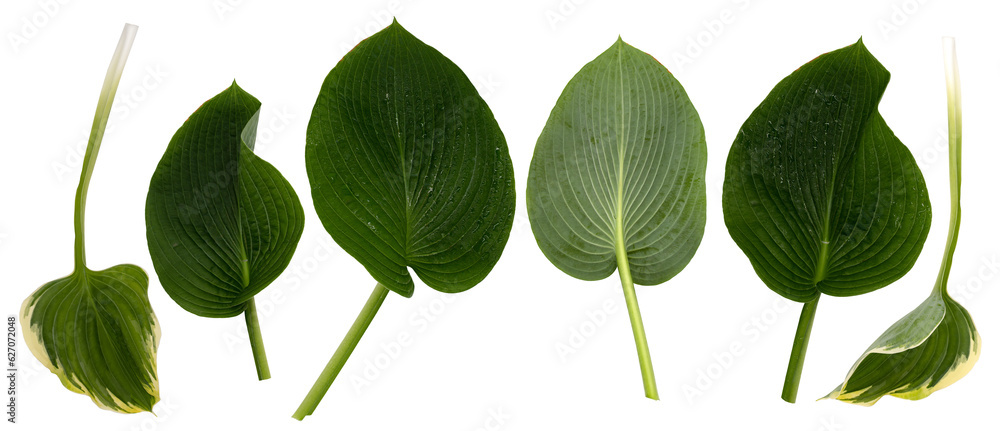 Hosta leaves, PNG on transparent background, green tropical plants ...