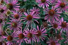Pink Coneflower And Buds Free Stock Photo - Public Domain Pictures