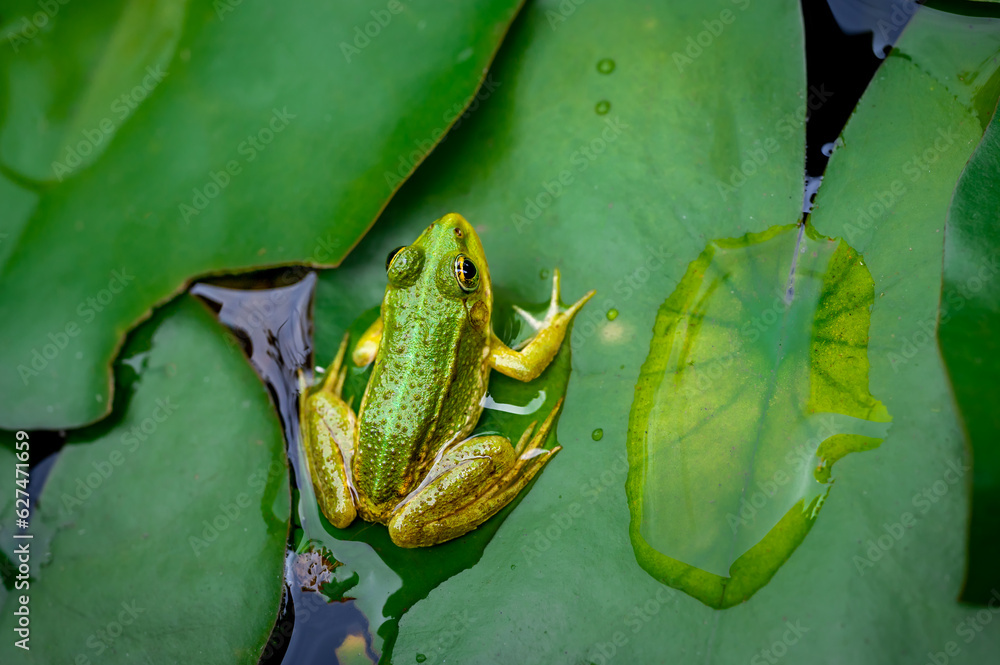 Zdjęcie bez tantiem: Frog resting. Pool frog sitting on leaf ...