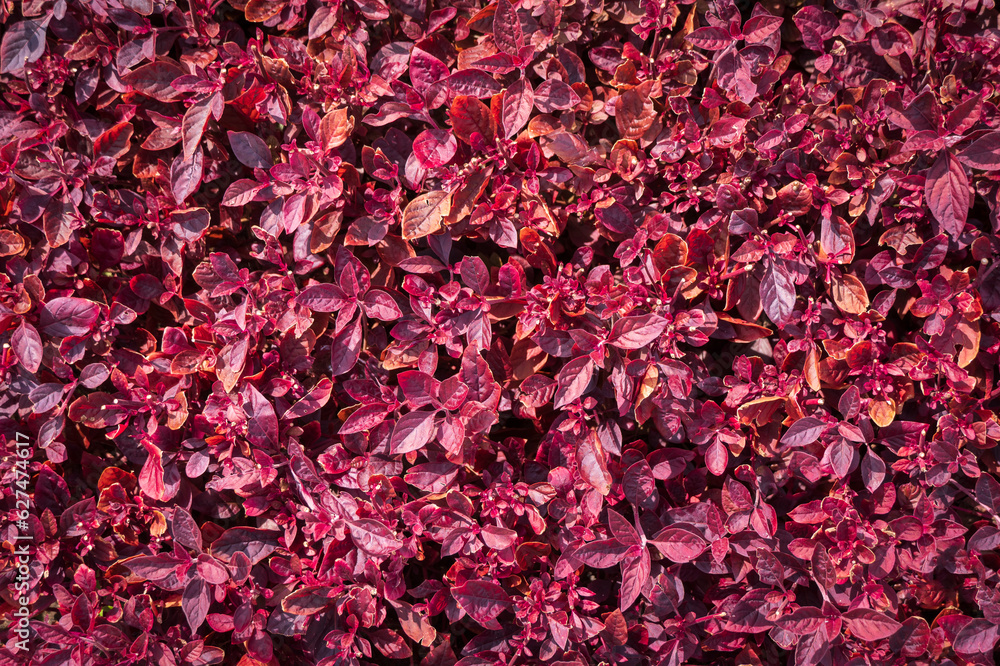 Purple,red dark ornamental plant flower leaves that grow in the natural ...