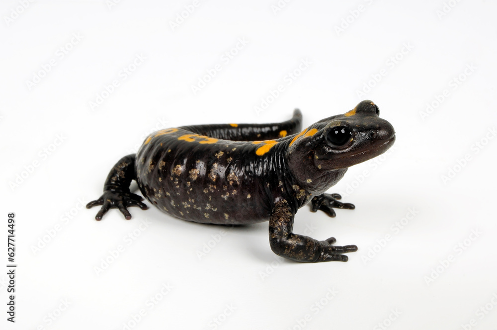 North African fire salamander // Nordafrikanischer Feuersalamander ...