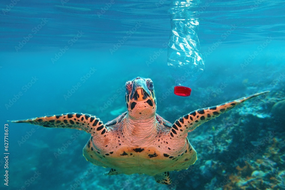 Hawksbill sea turtle watching curiously plastic bottle floating in the ...