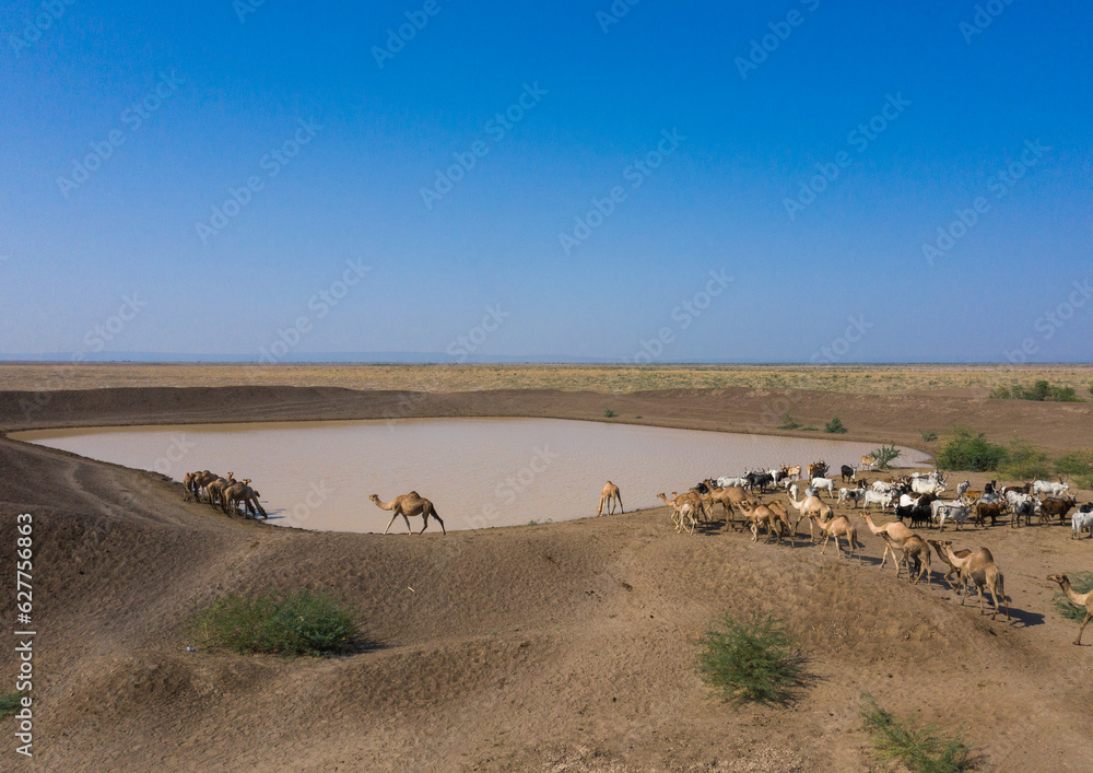 Aerial view of cows and camels drinking water in a lake, Afar region ...