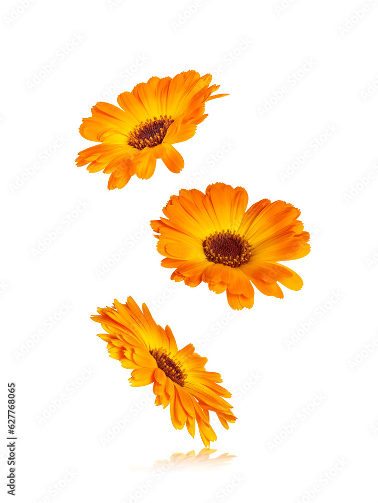 Calendula officinalis flower isolated on white or transparent ...