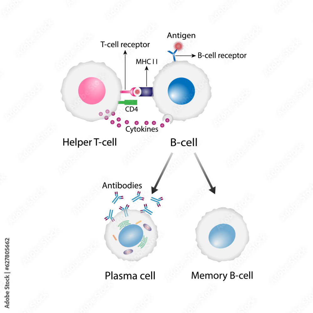 Activation B-cell leukocytes. B lymphocyte differentiation. Plasma cell ...