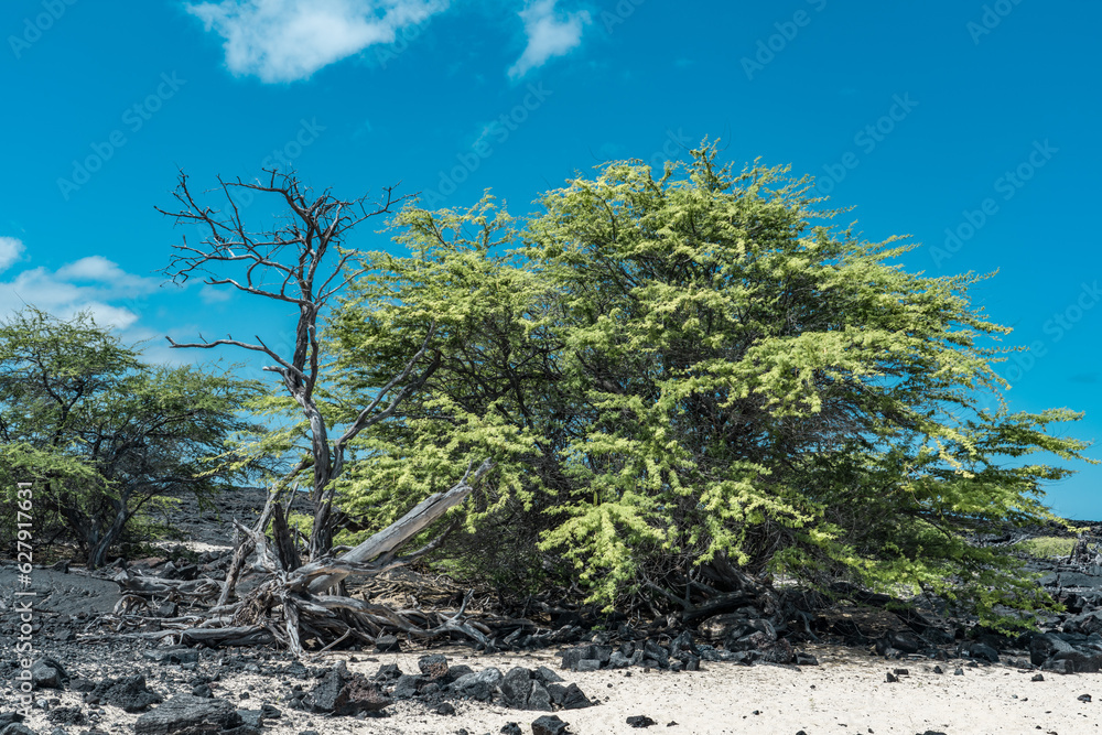 Prosopis pallida is a species of mesquite tree. kiawe. huarango (in its ...