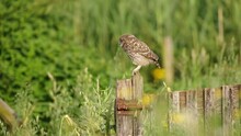 Summer Lounging Owl Poster Free Stock Photo - Public Domain Pictures