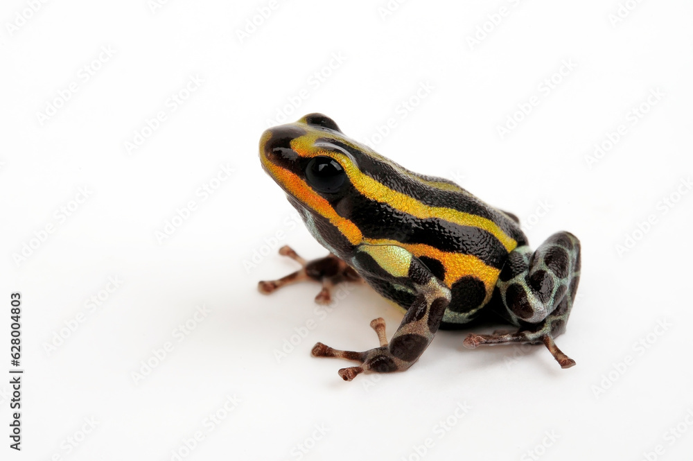 Sira poison dart frog, Pasco Poison Frog // Pasco Baumsteiger ...
