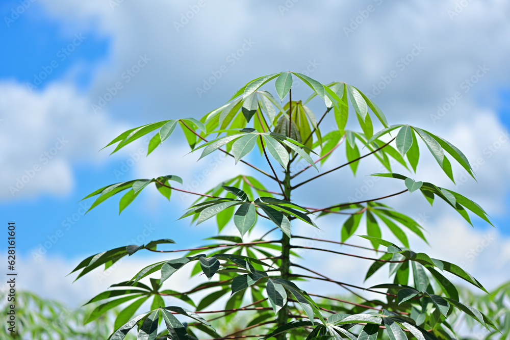 Cassava tree in a Thai farm Concept of economic crops of Thailand, Asia ...