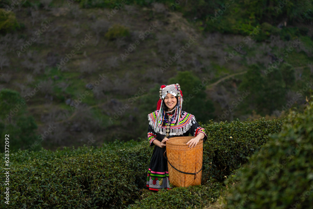 Hill tribe Asian woman in traditional clothes collecting tea leaves with basket in tea ...