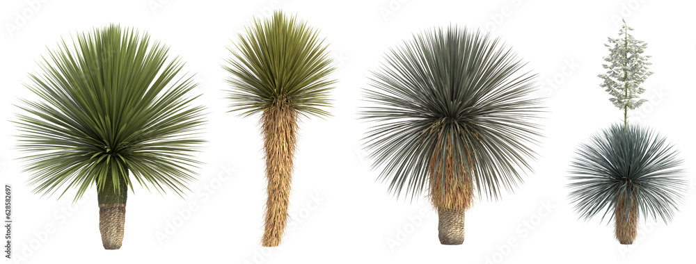 Set of Yucca Rostrata tree with isolated on transparent background. PNG ...