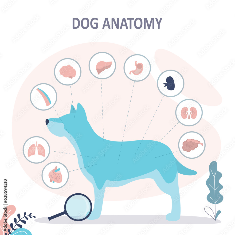 Anatomy of dog with inside organ structure examination. Educational ...