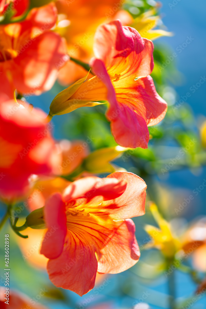 Chinese trumpet vine (Campsis grandiflora) is a fast-growing, deciduous ...