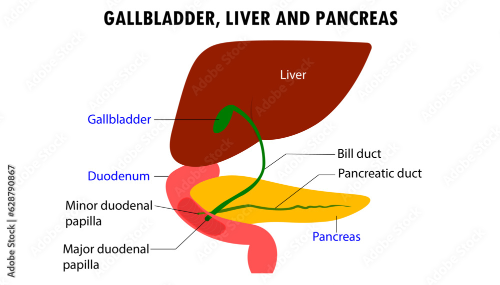 gallbladder, liver and pancreas diagram, how the bile is produced Stock ...