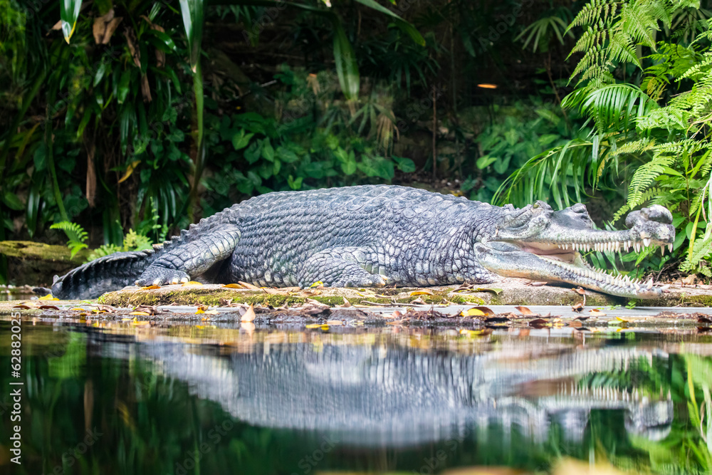 The gharial (Gavialis gangeticus) rests in the pond. It is a ...