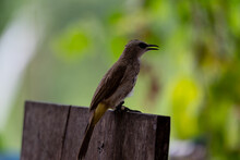 White Vented Bulbul Free Stock Photo - Public Domain Pictures