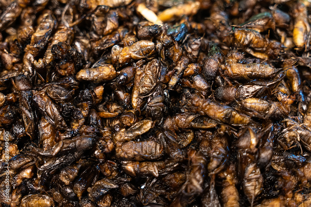 Fried insects locust, , , pupa street food on a vendor stall, Chinatown ...