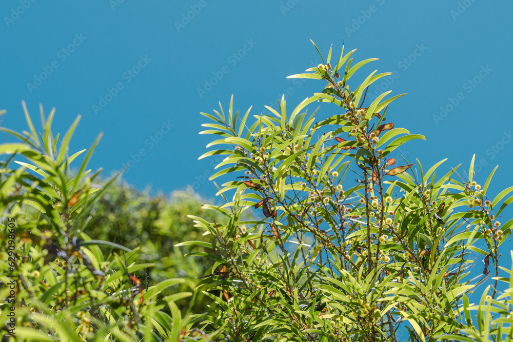 Acacia confusa is a perennial tree native to South-East Asia. acacia ...