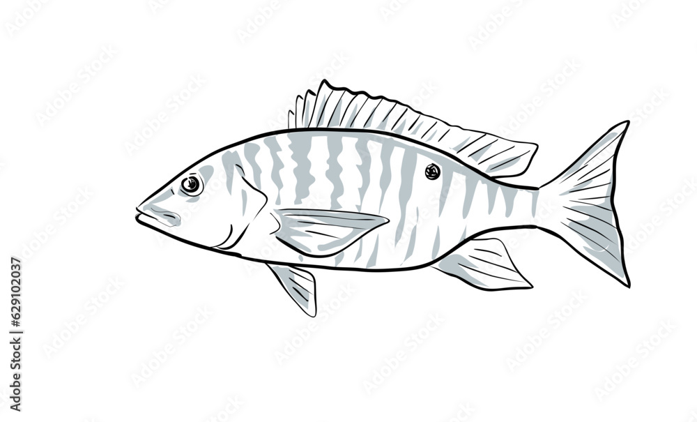 Cartoon style drawing sketch illustration of a mutton snapper or ...