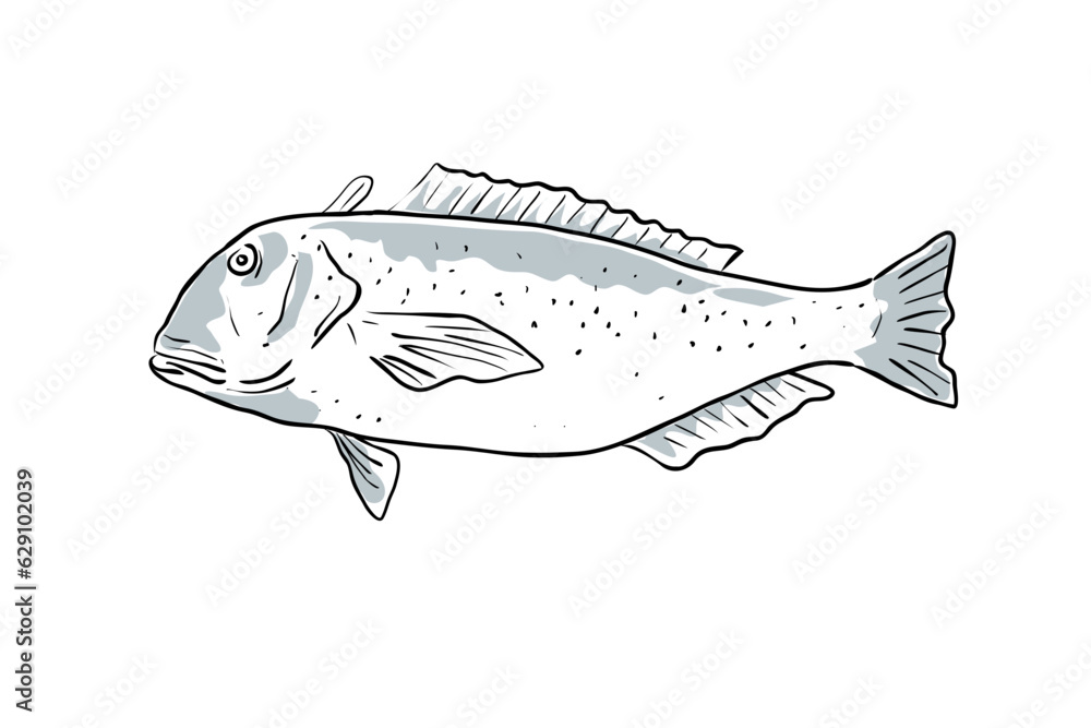 Cartoon style drawing sketch illustration of a Golden Tilefish or ...