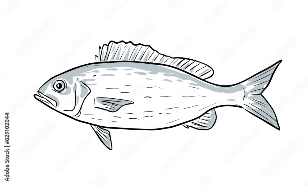 Cartoon style drawing sketch illustration of a Vermilion Snapper ...