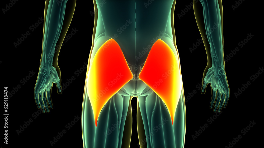 Human Muscular System Leg Muscles Gluteus Maximus Muscle Anatomy Stock ...