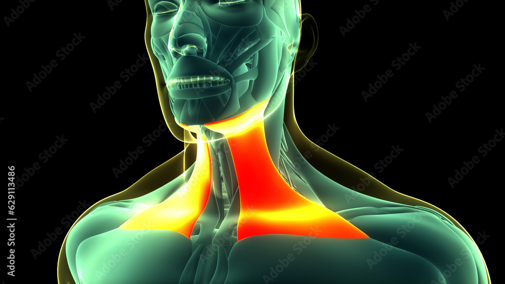 Human Body Muscular System Head Muscles Platysma Muscle Anatomy Stock ...