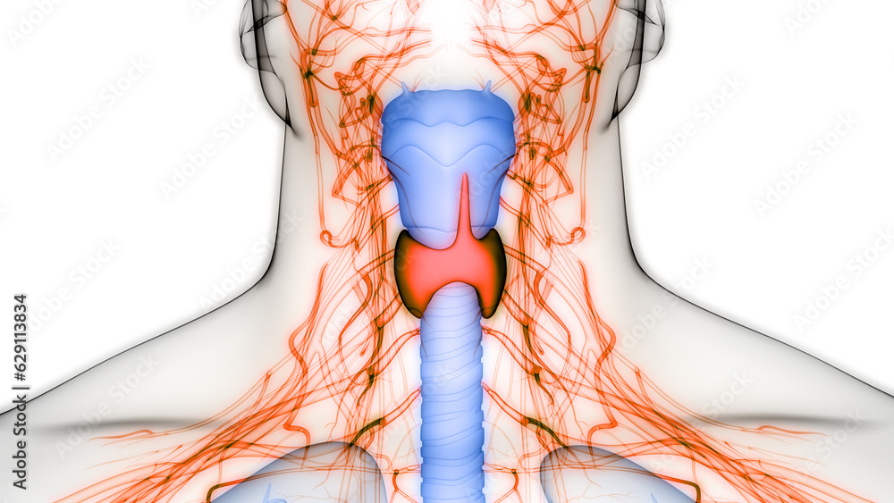Human Body Glands Thyroid Gland Anatomy Stock Illustration | Adobe Stock