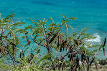 River Tamarind Plant Free Stock Photo - Public Domain Pictures