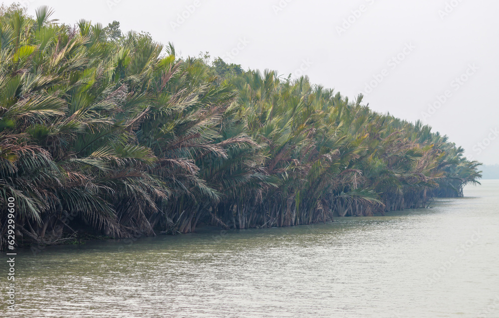 Typical nipa palm (Nipa fruticans).this photo was taken from Sundarbans ...