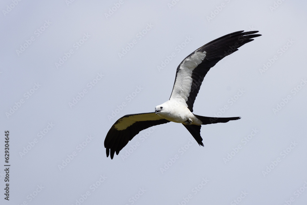 Beautiful swallow-tailed kite (Elanoides forficatus), an agile bird, in ...