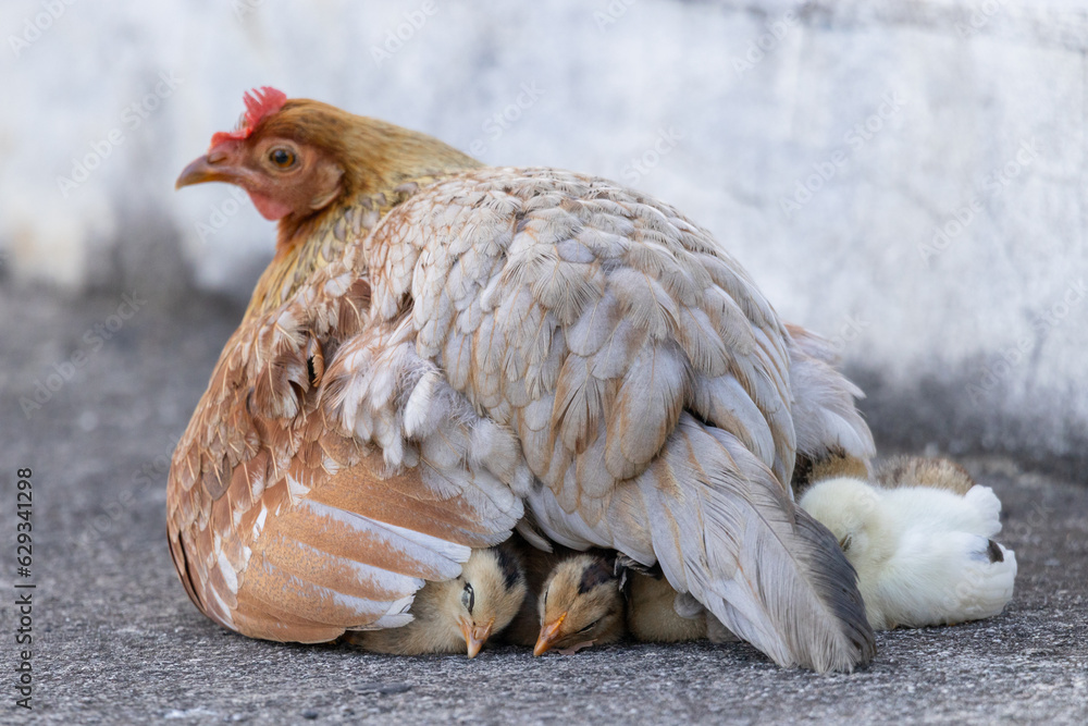 chicken mom with his baby chicks under her body from puerto rico Stock ...