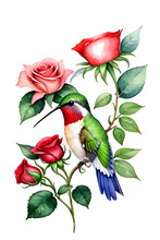 Hummingbird With Red Roses Free Stock Photo - Public Domain Pictures