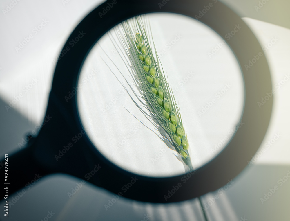 Rye ear through the lens of magnifying glass. Concept of grain crop ...