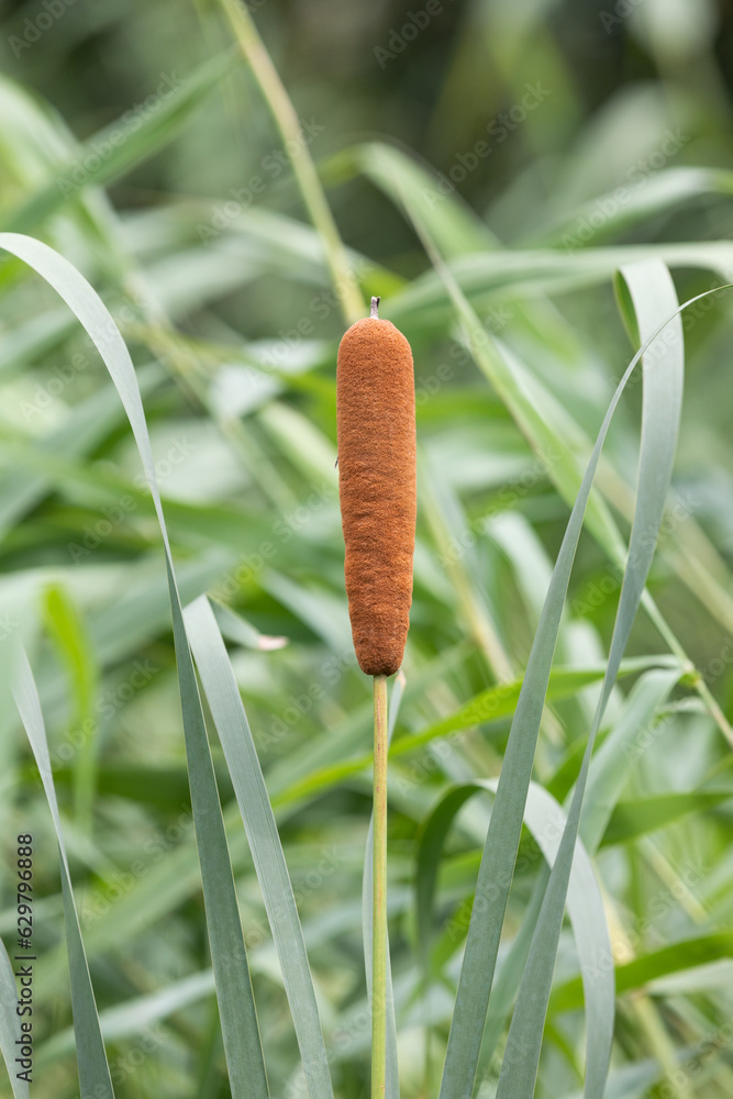 Typha latifolia found in the reed forest. broadleaf cattail, Bulrush ...