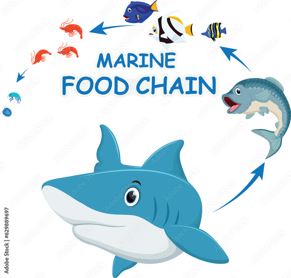 Marine Food Chains