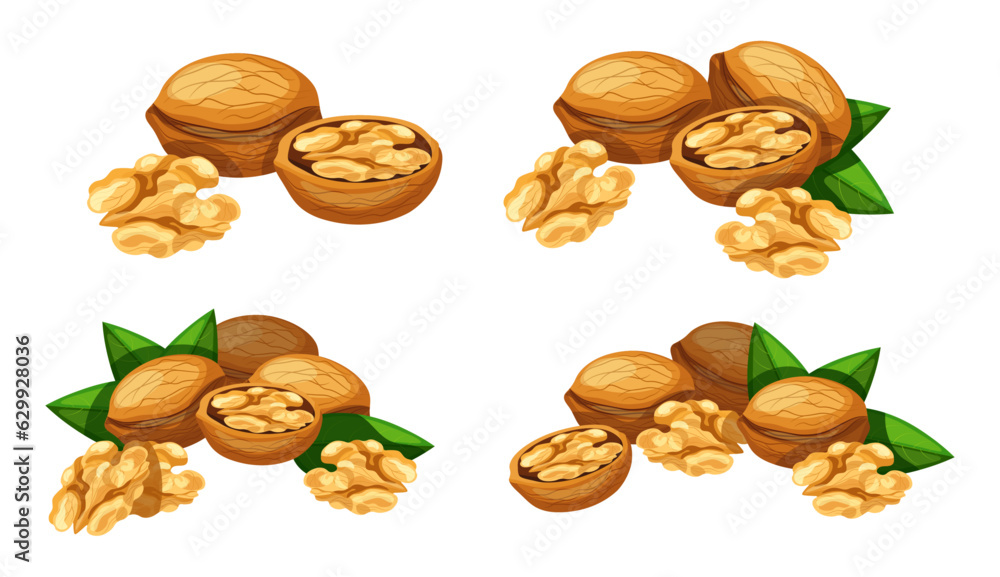 Set of delicious and beautiful walnuts isolated on white background ...