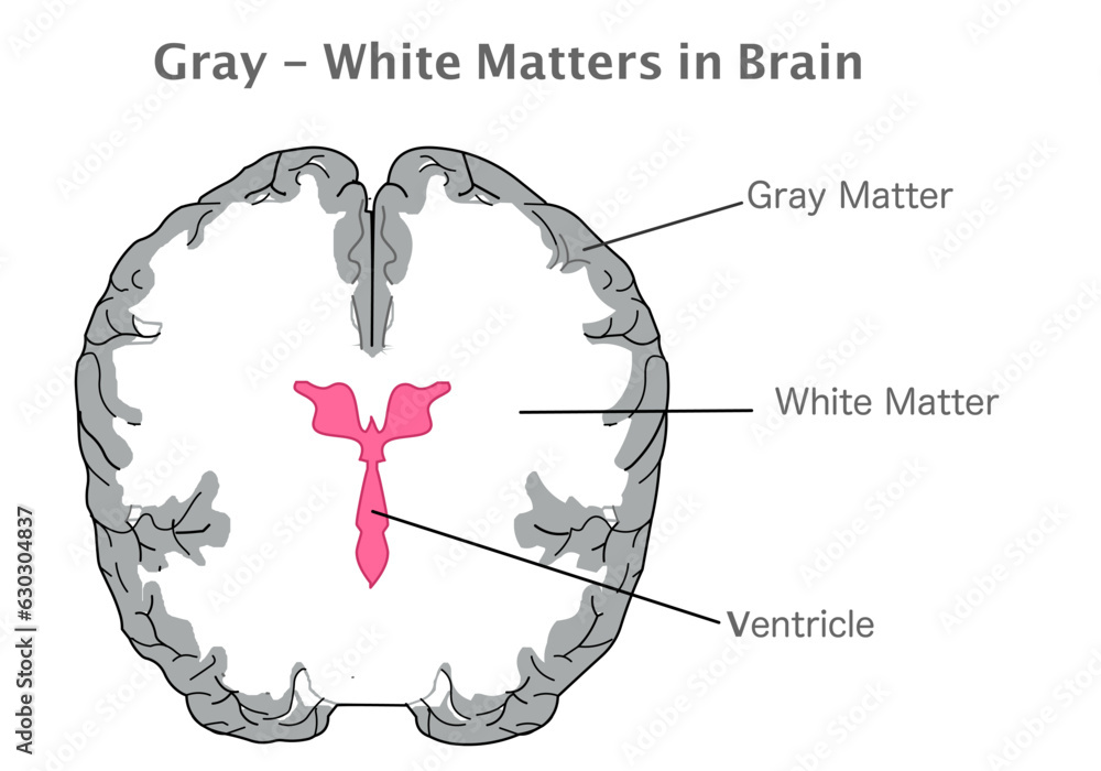 Стоковое векторное изображение «Gray, white matter, ventricle in human ...