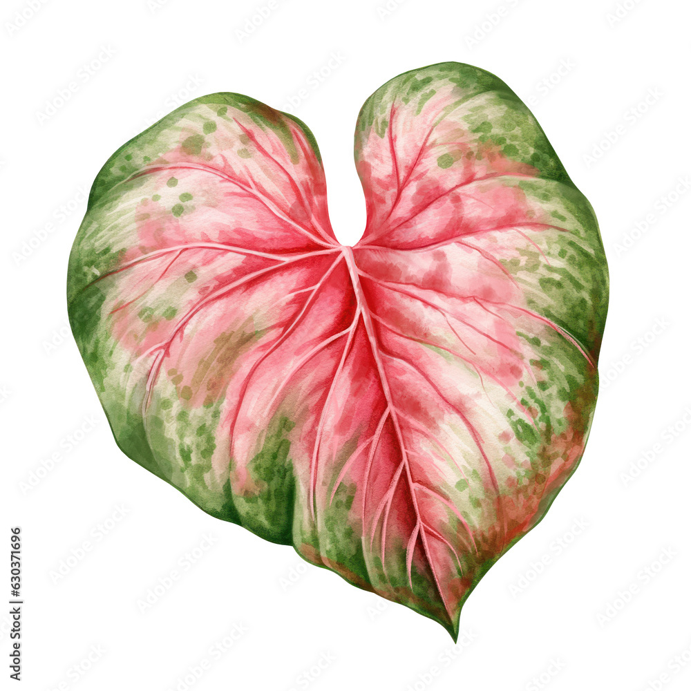 Pink caladium. Green palm leaf. Tropical plants. Watercolor botany ...