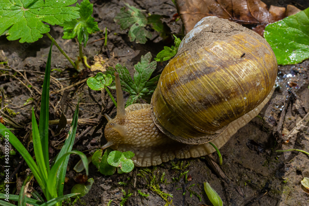 Helix pomatia also Roman snail, Burgundy snail, edible snail or ...