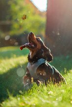 Dog Chasing Butterflies Free Stock Photo - Public Domain Pictures