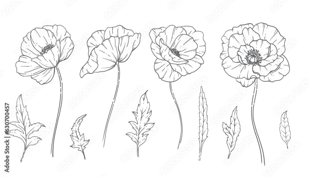 Poppy Flower Line Art, Fine Line Poppy Bouquets Hand Drawn Illustration ...