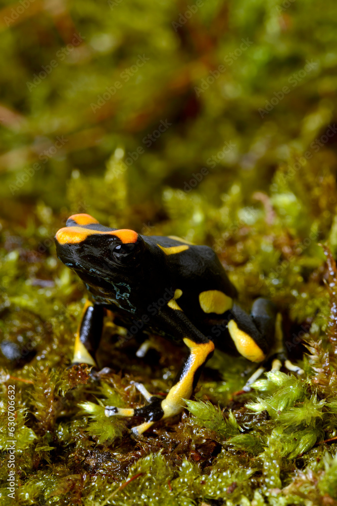 Dyeing poison dart frog // Färberfrosch (Dendrobates tinctorius ...